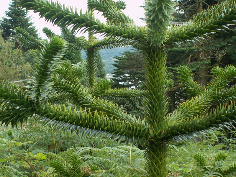 Arboretum w Kilmun, Szkocja